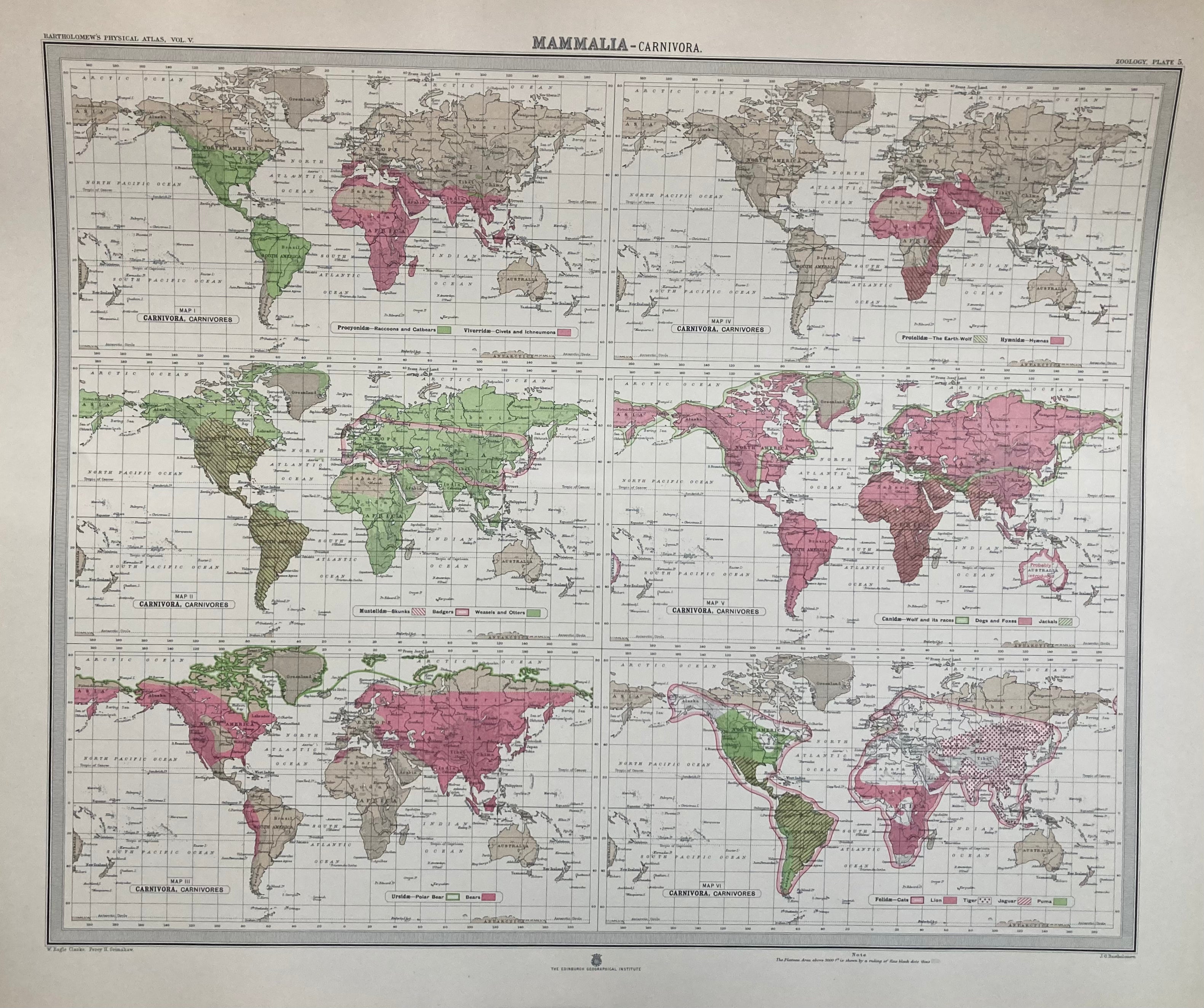 Antique Zoogeography Map - MAMMALIA CARNIVORA – Vintage Zoology Chart ...