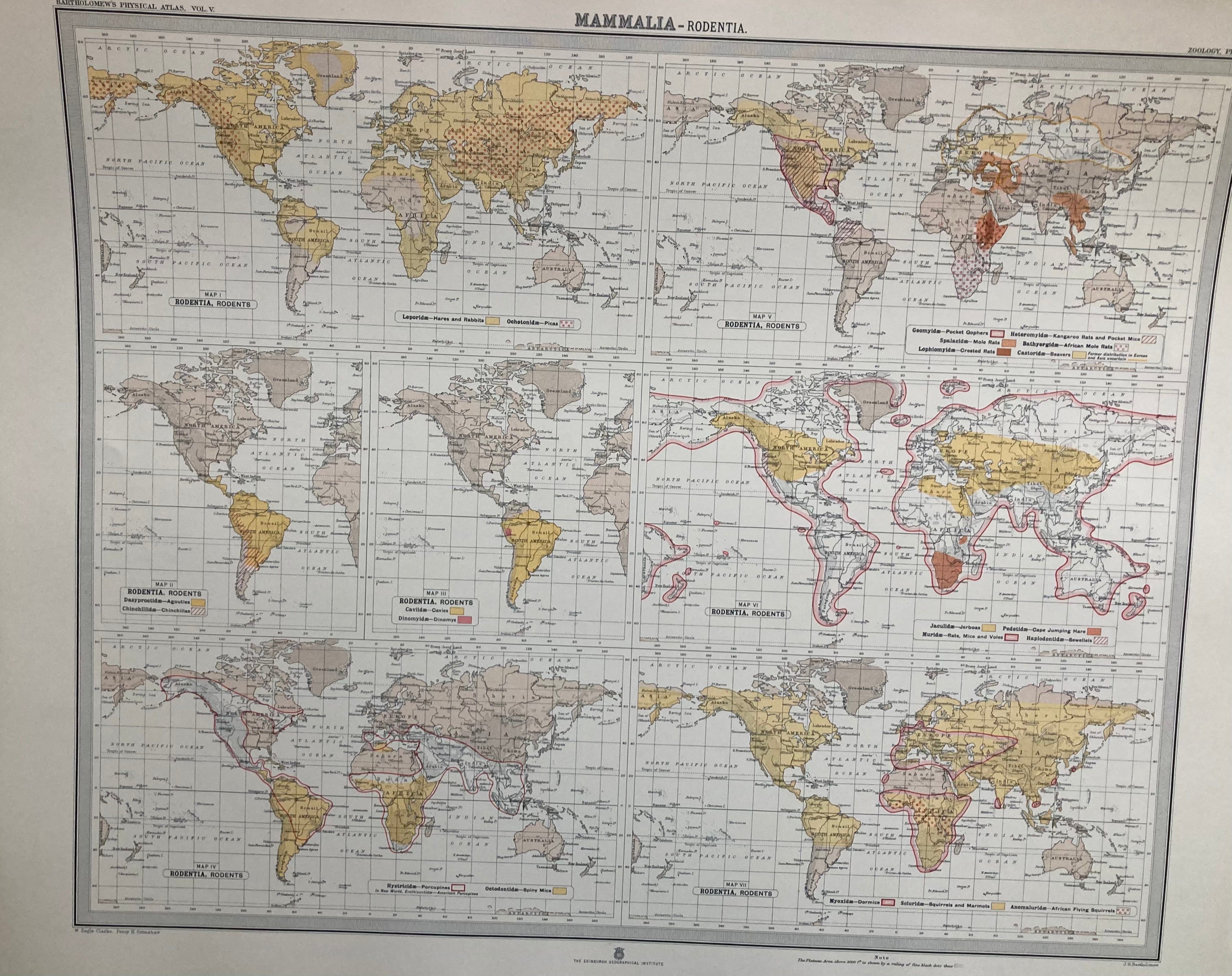 Antique Zoogeography Map - MAMMALIA RODENTIA – Vintage Zoology Chart ...