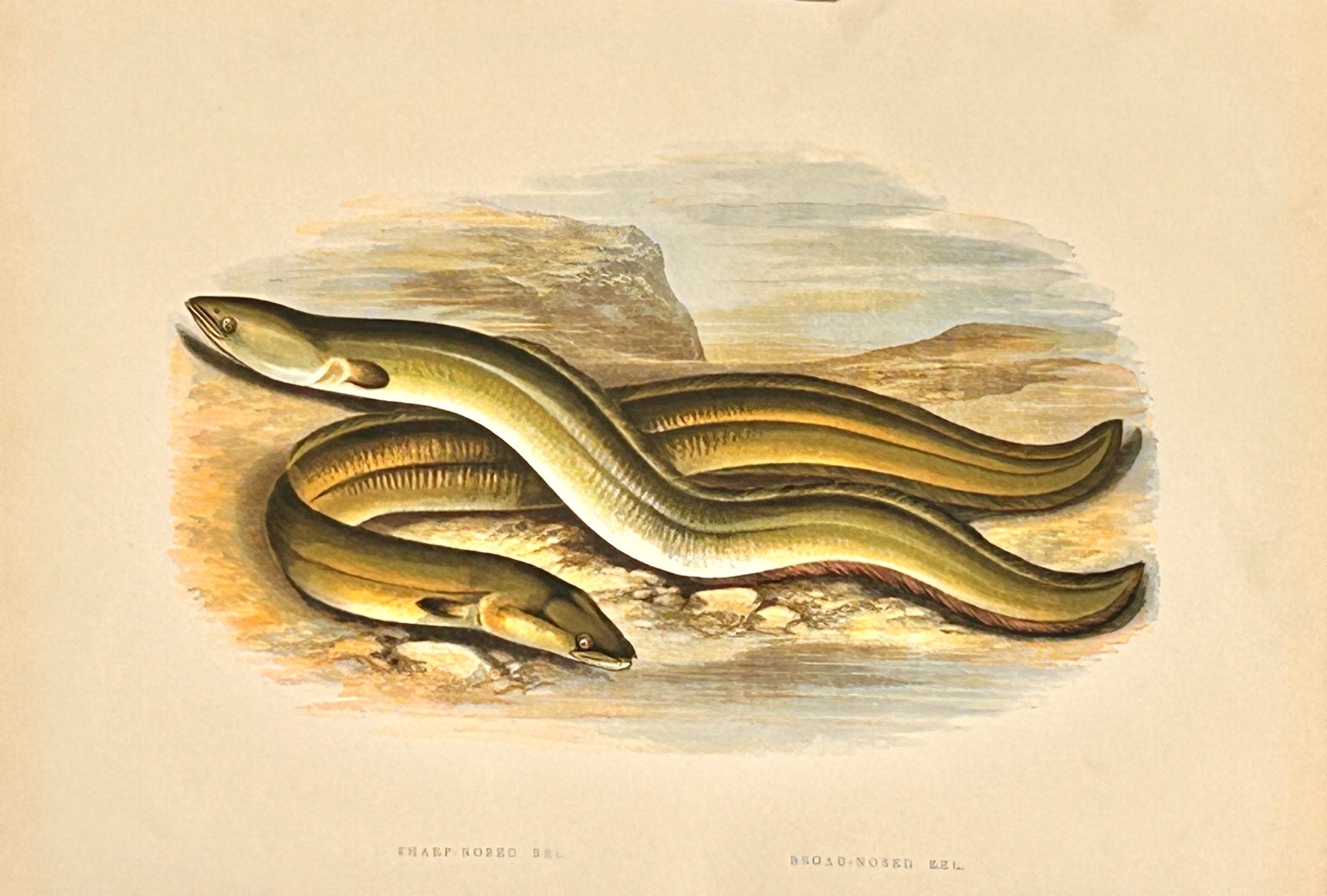 original-1879-ichthyology-art-rev-w-houghton-sharp-nosed-eel-antique-f ...