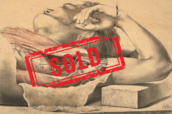 SOLD - Anatomical Medical Dissection Drawing 19th Century – Room Four